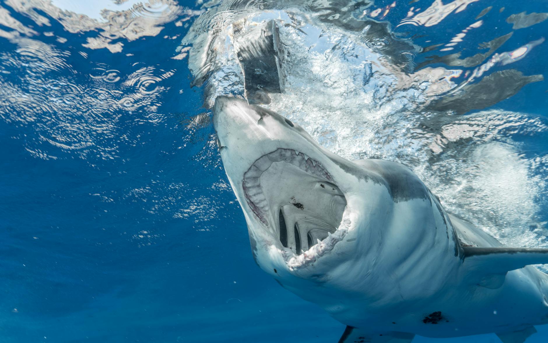 Gulf Great White Sharks - Raising awareness to great white sharks and ...